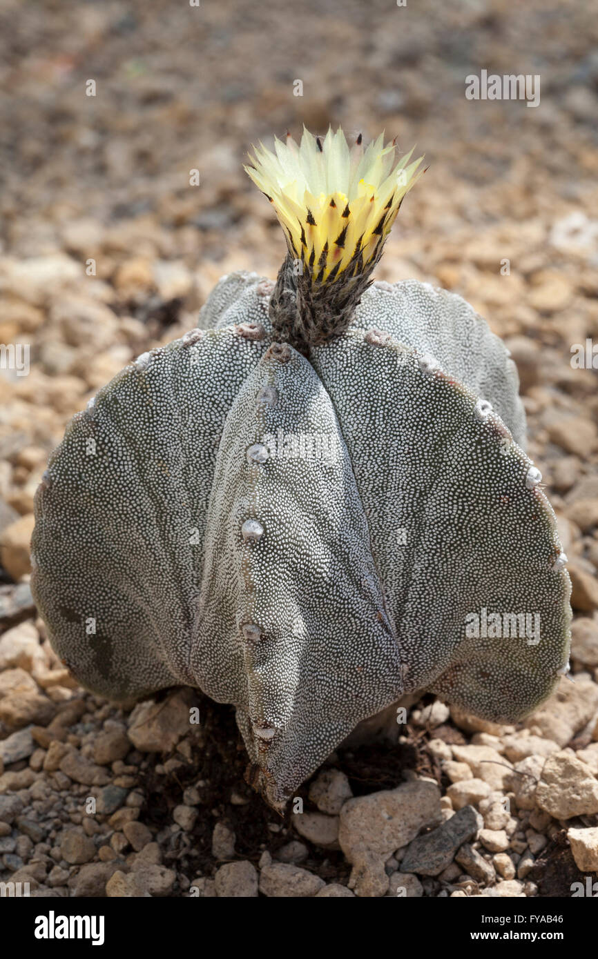 Bishop's Cap Cactus (Astrophytum myriostigma), North Rhine-Westphalia ...