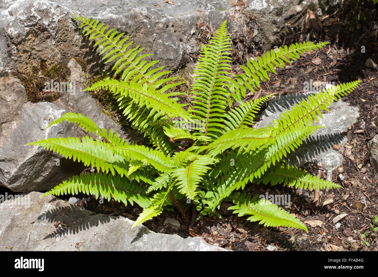 Sword fern hi-res stock photography and images - Alamy