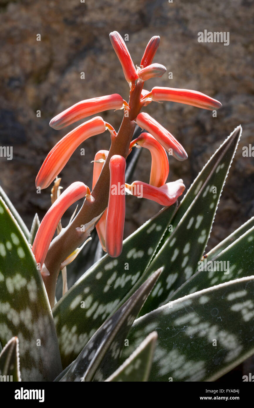 Aloe variegata hi-res stock photography and images - Alamy