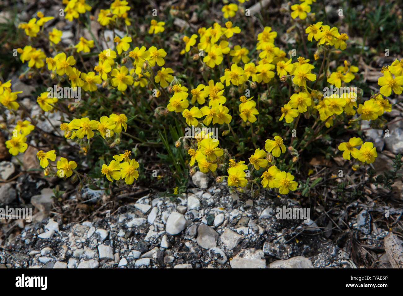 Fumana procumbens hi-res stock photography and images - Alamy