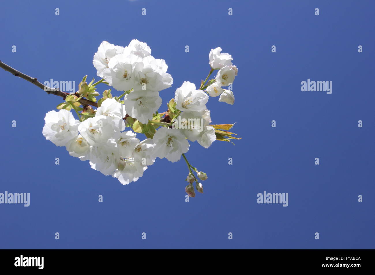 Flowering blossoms on a great, white cherry tree (prunus tai-haku) in ...