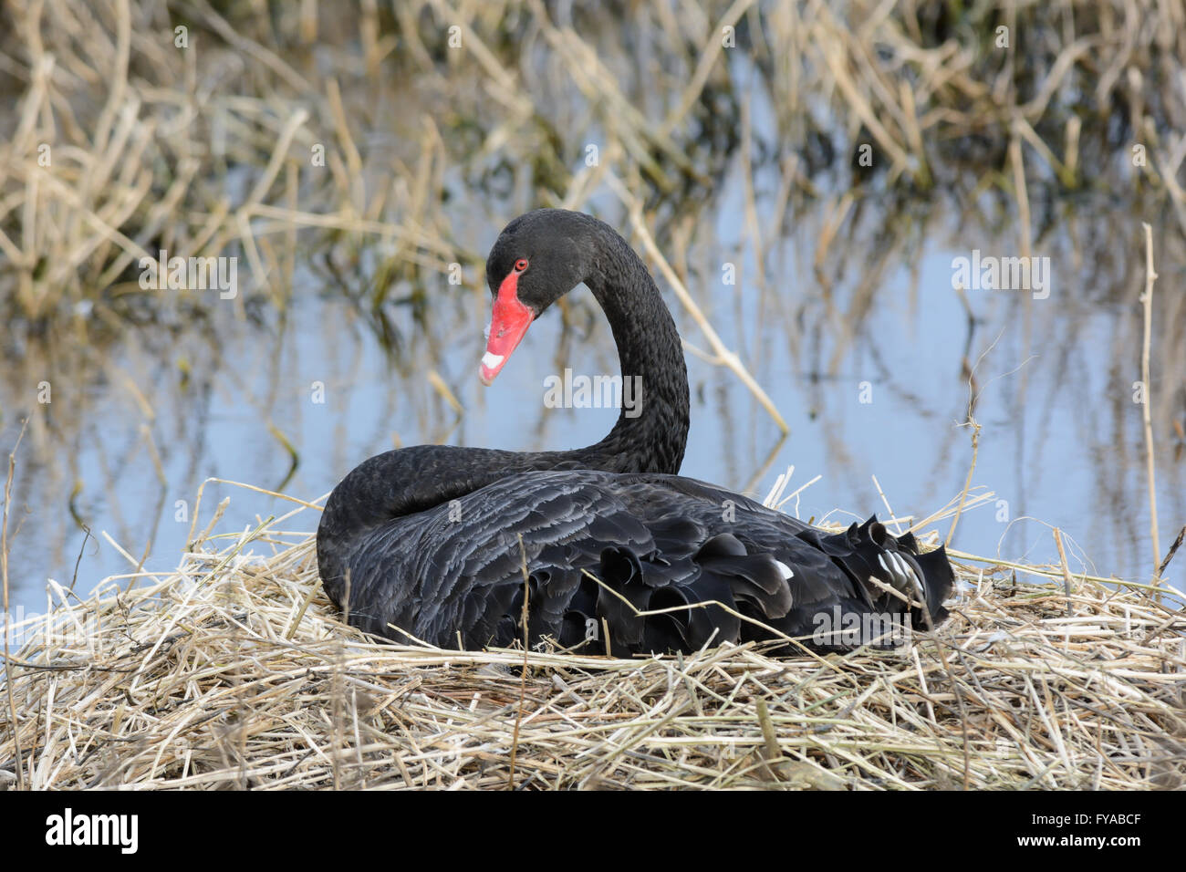 Nesting swan hi-res stock photography and images - Alamy