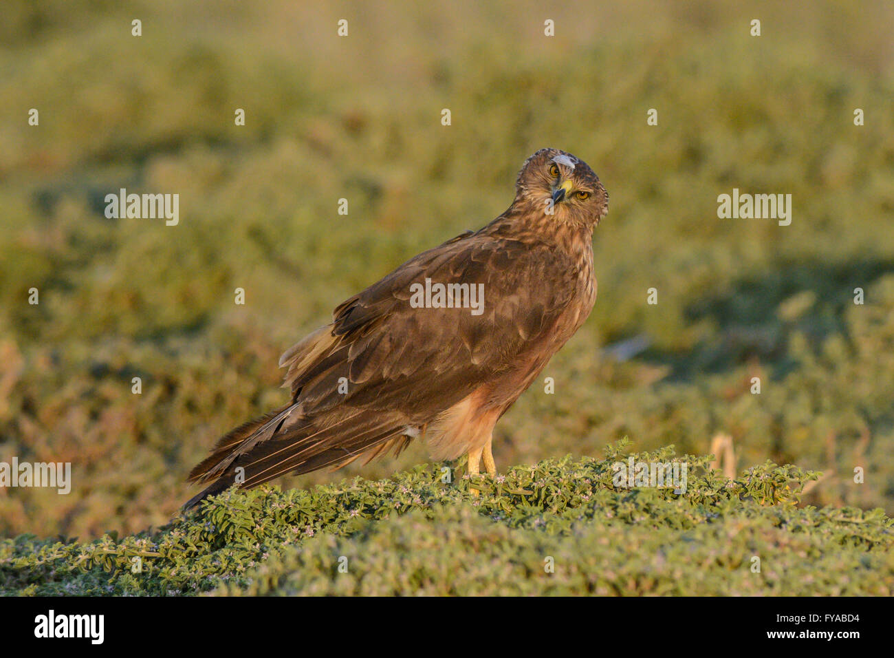 Victoria wtp hi-res stock photography and images - Alamy