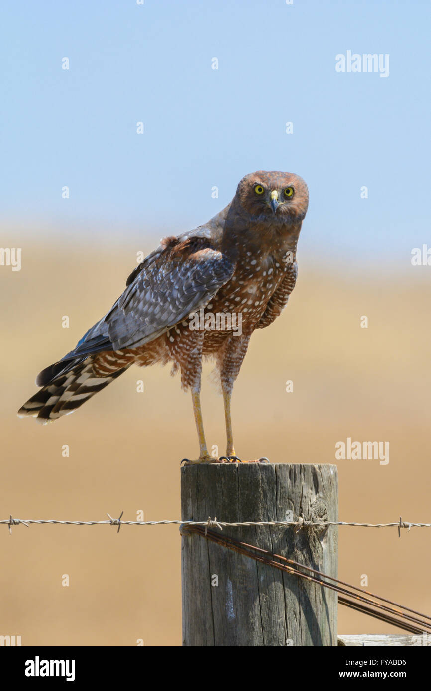 Australian harrier hi-res stock photography and images - Alamy