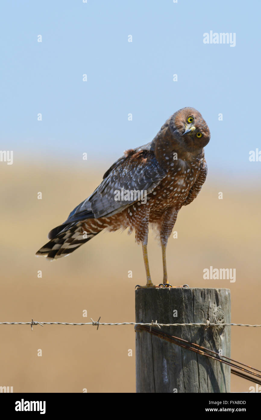 Australian harrier hi-res stock photography and images - Alamy