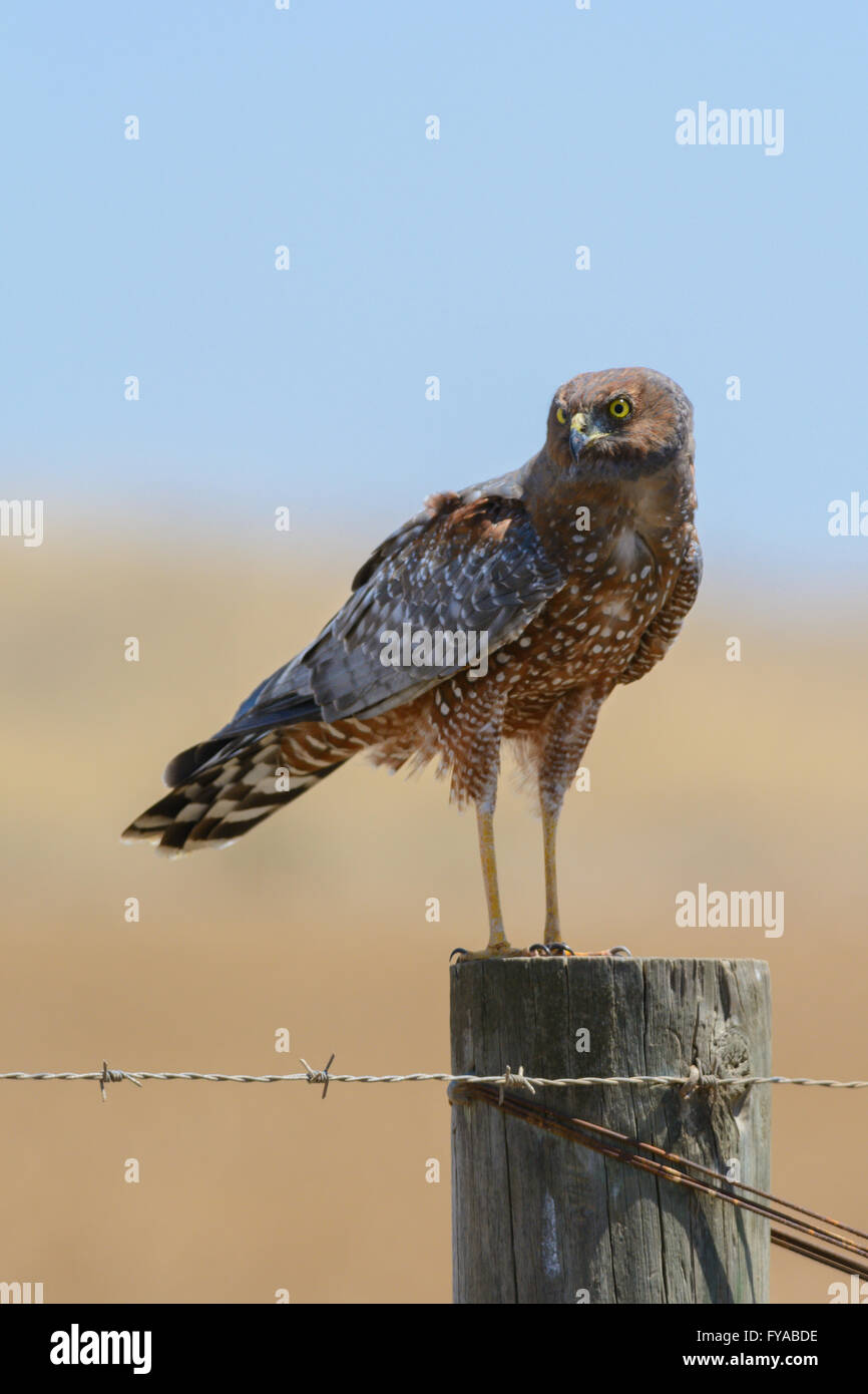 Australian harrier hi-res stock photography and images - Alamy