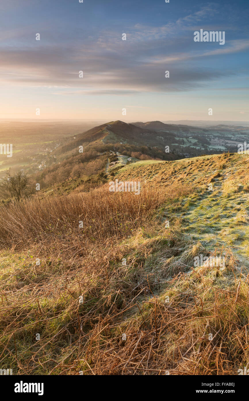Dead bracken on Summer Hill, Malvern, on a frosty Winter morning in ...