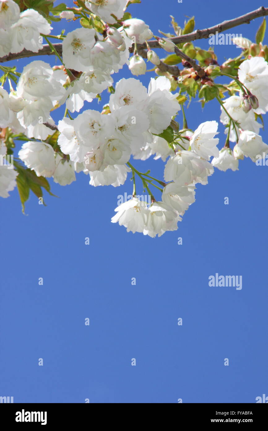 White flowering japanese cherry blossom tai haku hi-res stock ...