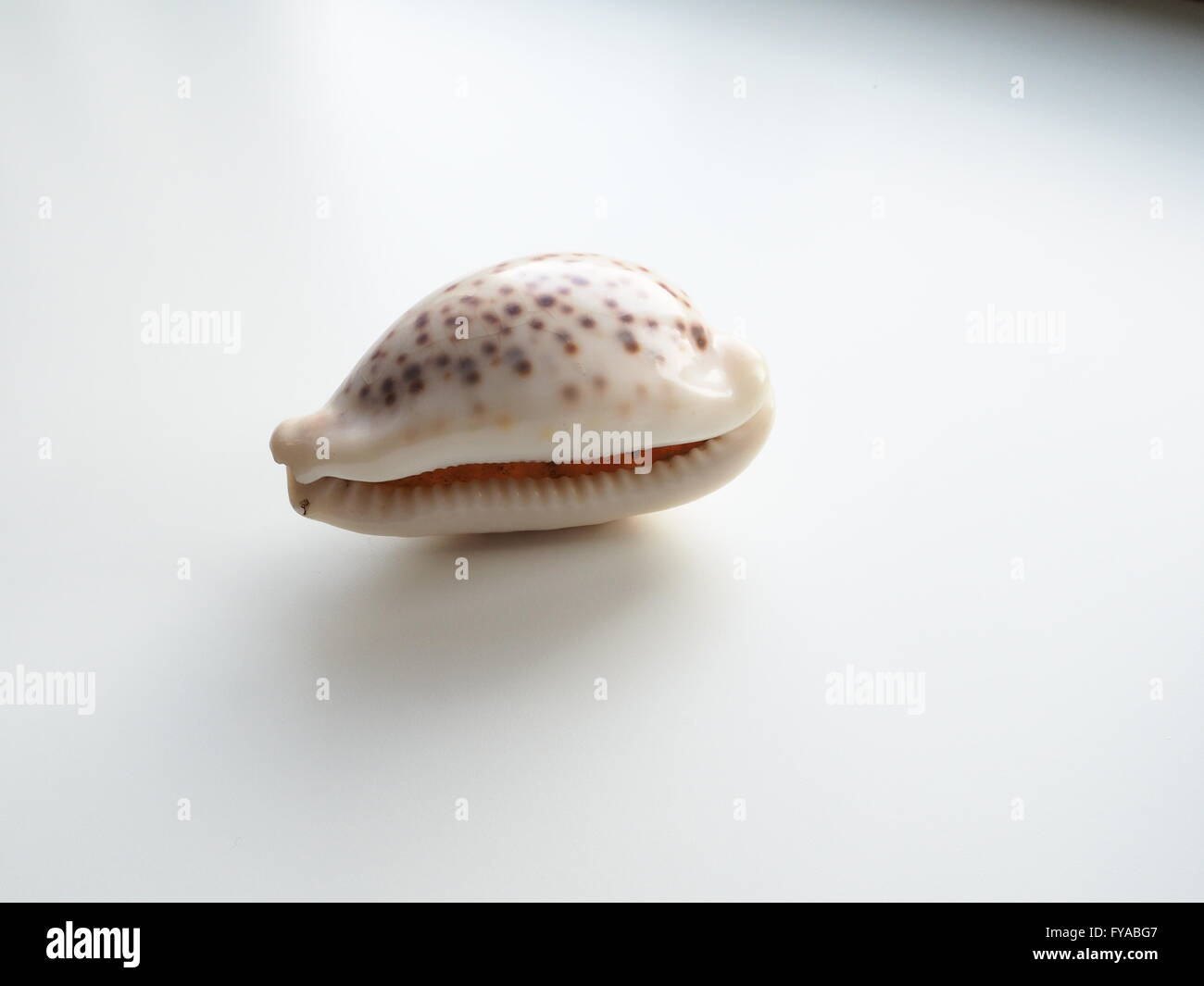 Brown and white dotted shell from the beach Stock Photo - Alamy