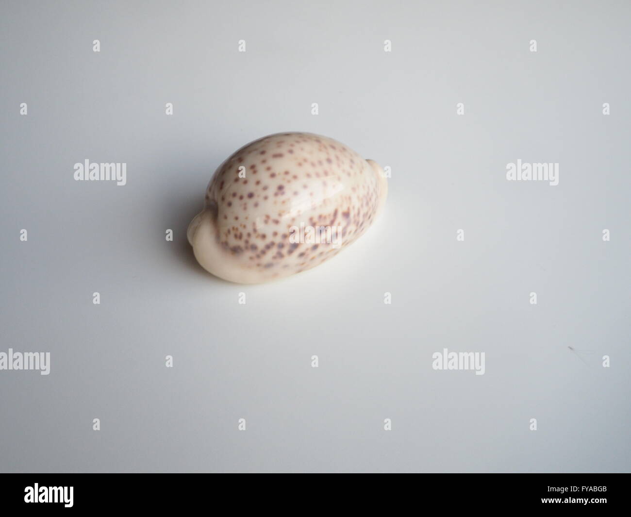 Dotted shell hi-res stock photography and images - Alamy