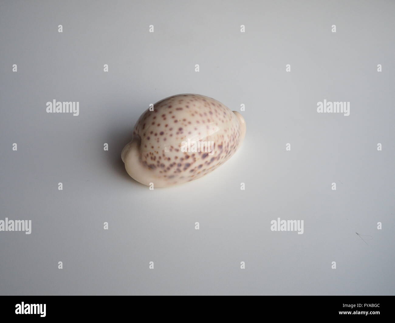 Brown and white dotted shell from the beach Stock Photo - Alamy