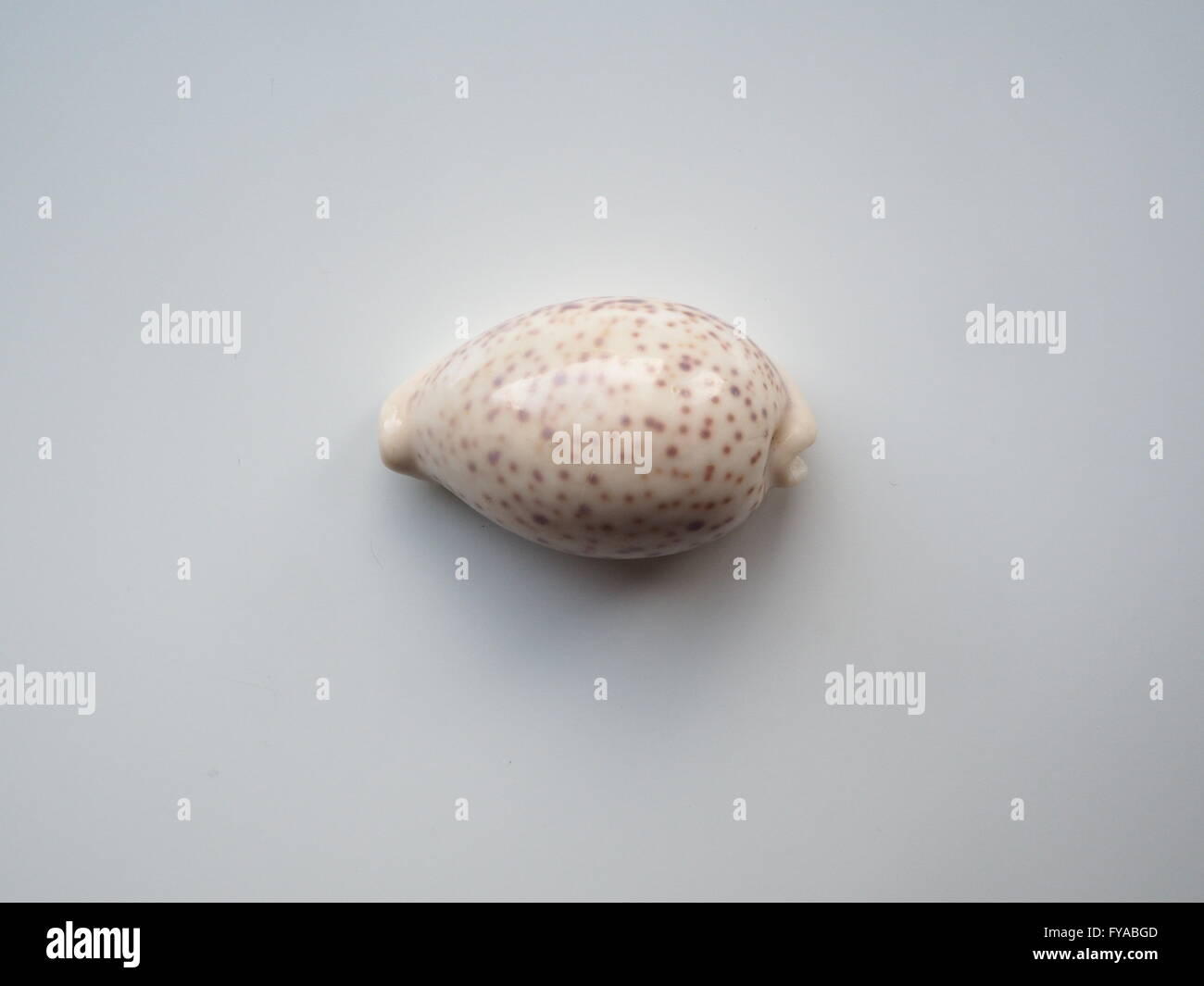 Brown and white dotted shell from the beach Stock Photo - Alamy
