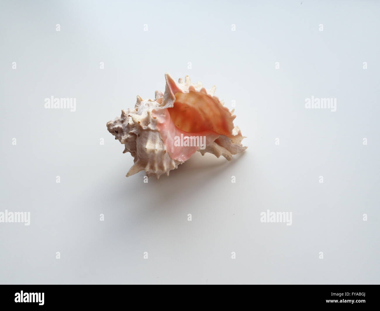 Pink color shell hi-res stock photography and images - Alamy