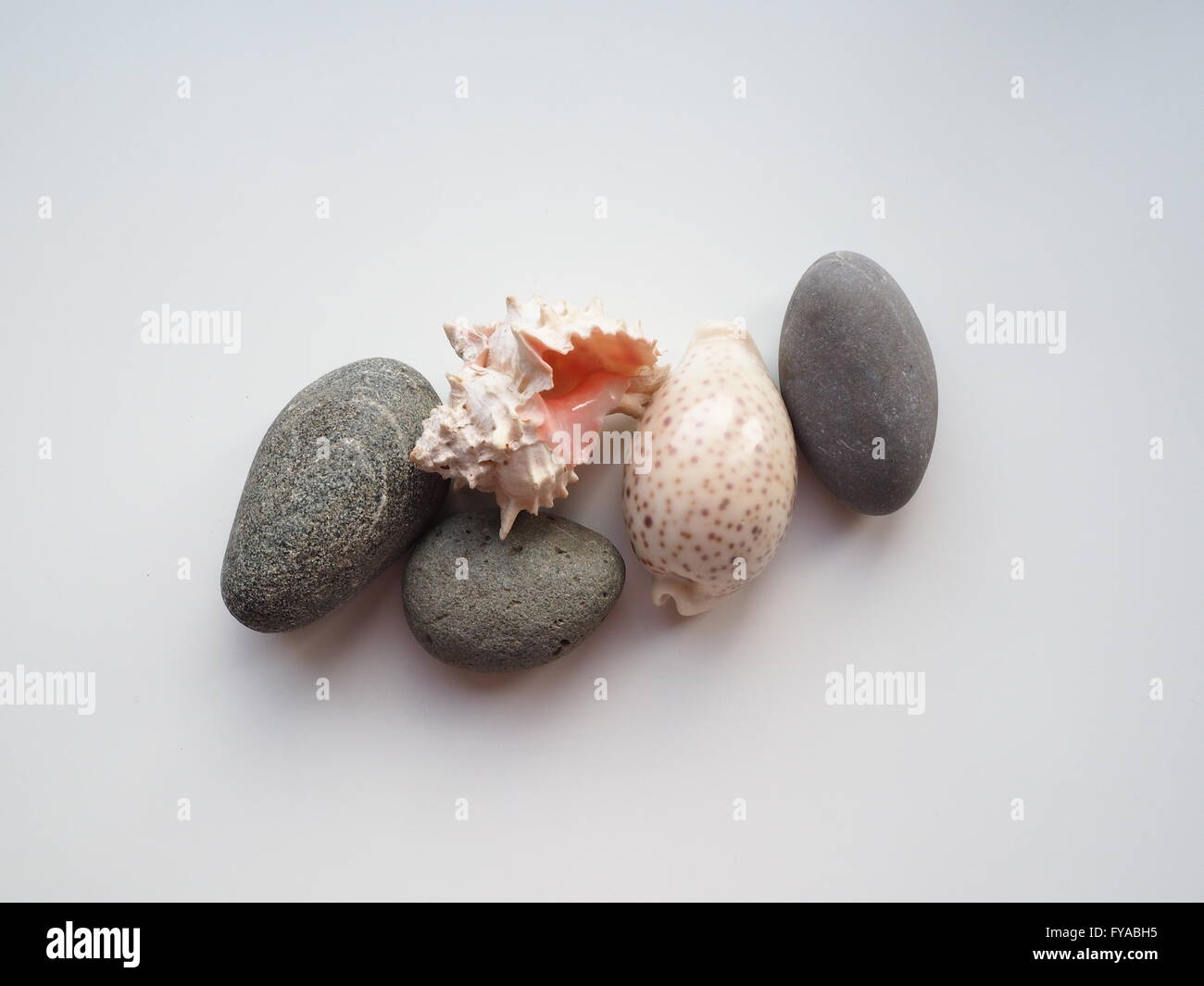 Diamond shell hi-res stock photography and images - Alamy