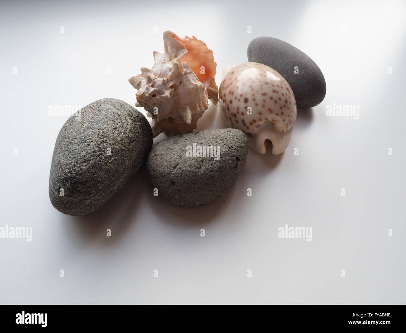 Gray rocks and dotted shell Stock Photo - Alamy
