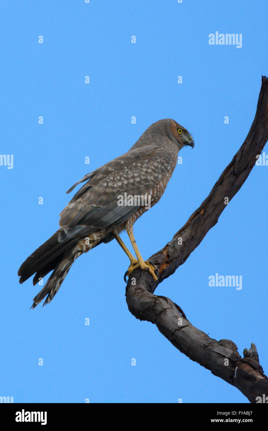 Australian harrier hi-res stock photography and images - Alamy