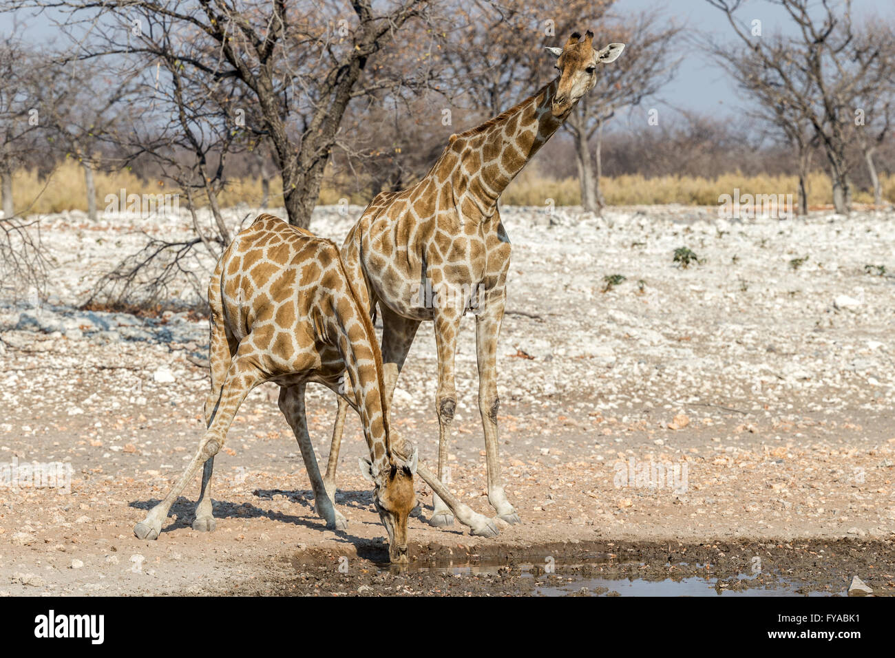 Angolan Giraffe, Drinking, mother and offspring, Etosha National Park ...