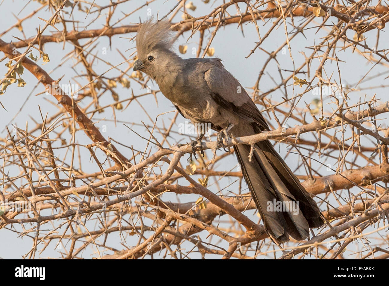 Grey go-away-bird, Corythaixoides concolor, aka grey lourie, grey ...