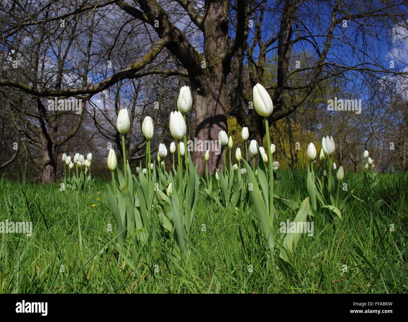 Planting trees uk hi-res stock photography and images - Alamy