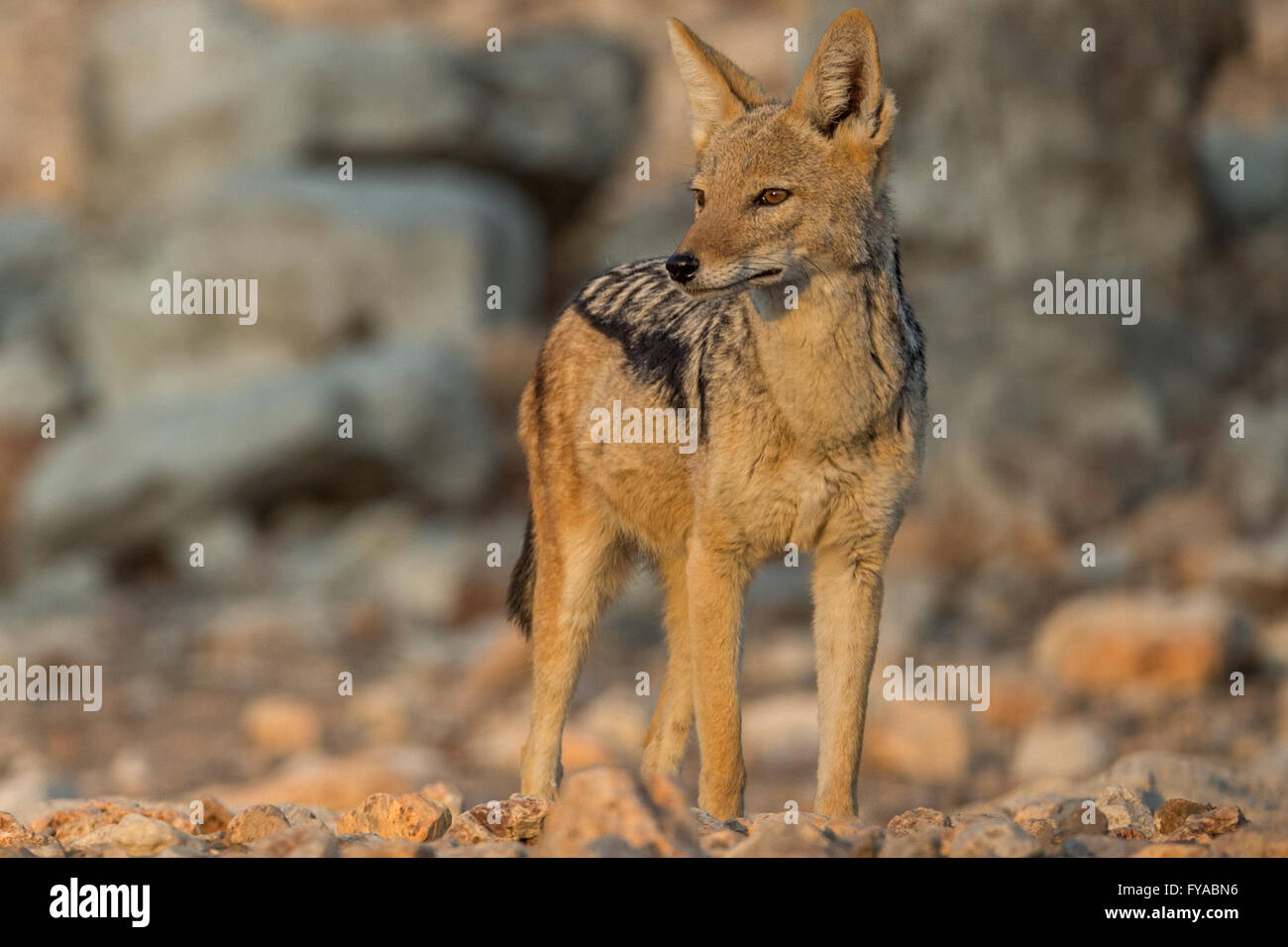 Cape Black-backed jackal, dusk, Etosha National Park, Namibia Stock ...