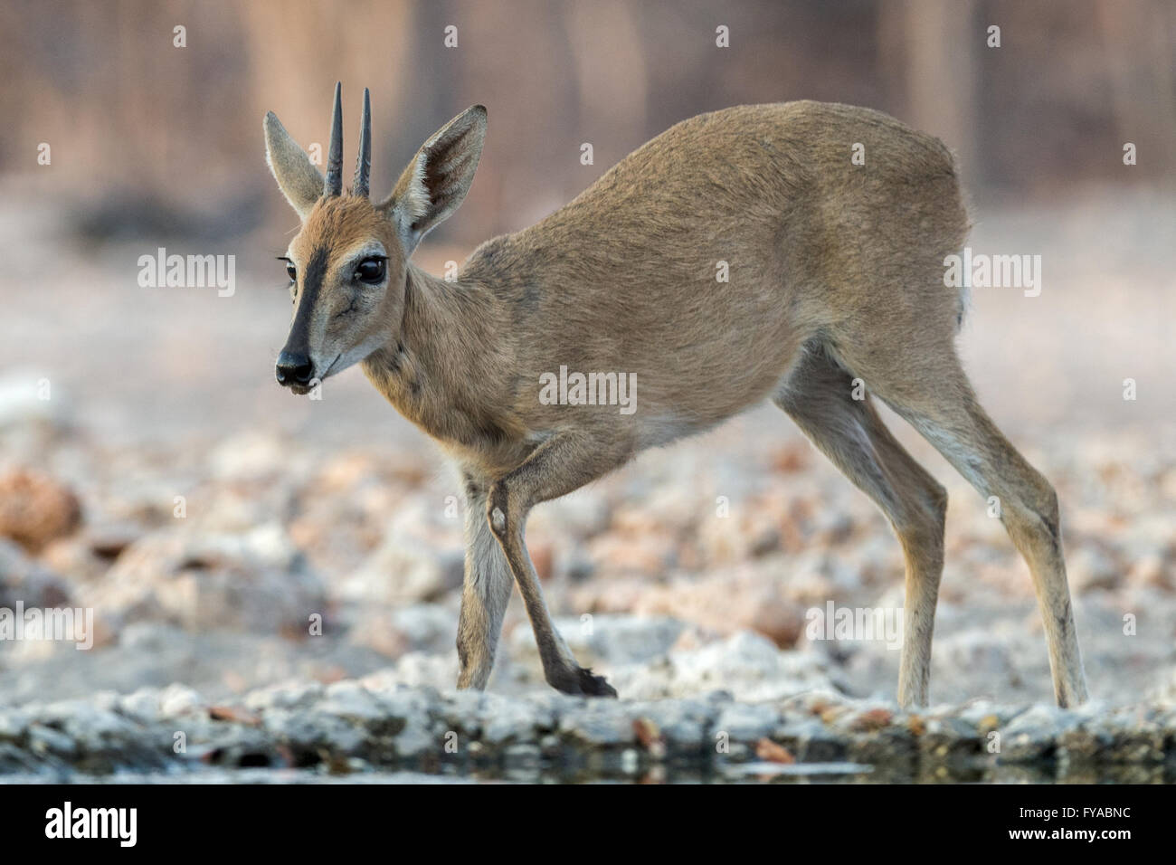 Common Duiker