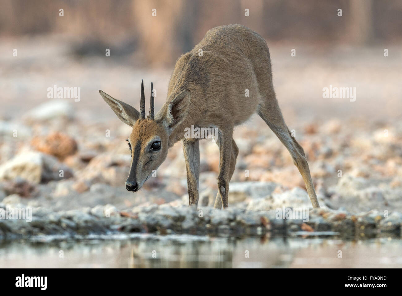Grey duiker sylvicapra grimmia hi-res stock photography and images - Alamy