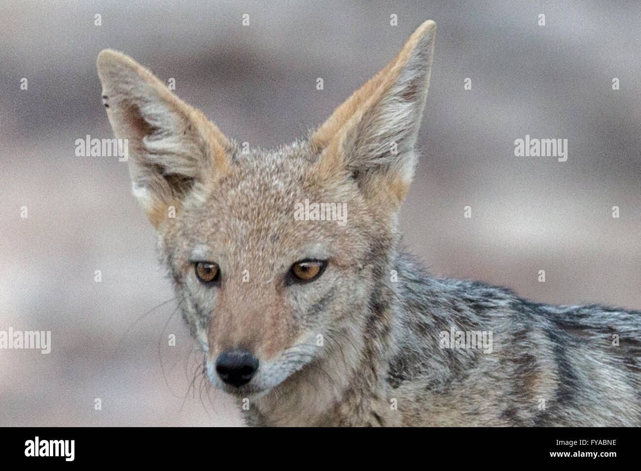 Jackal Face To Face High Resolution Stock Photography and Images - Alamy