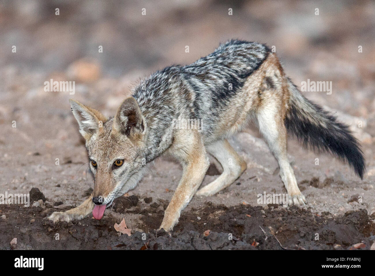 Jackal tongue hi-res stock photography and images - Alamy