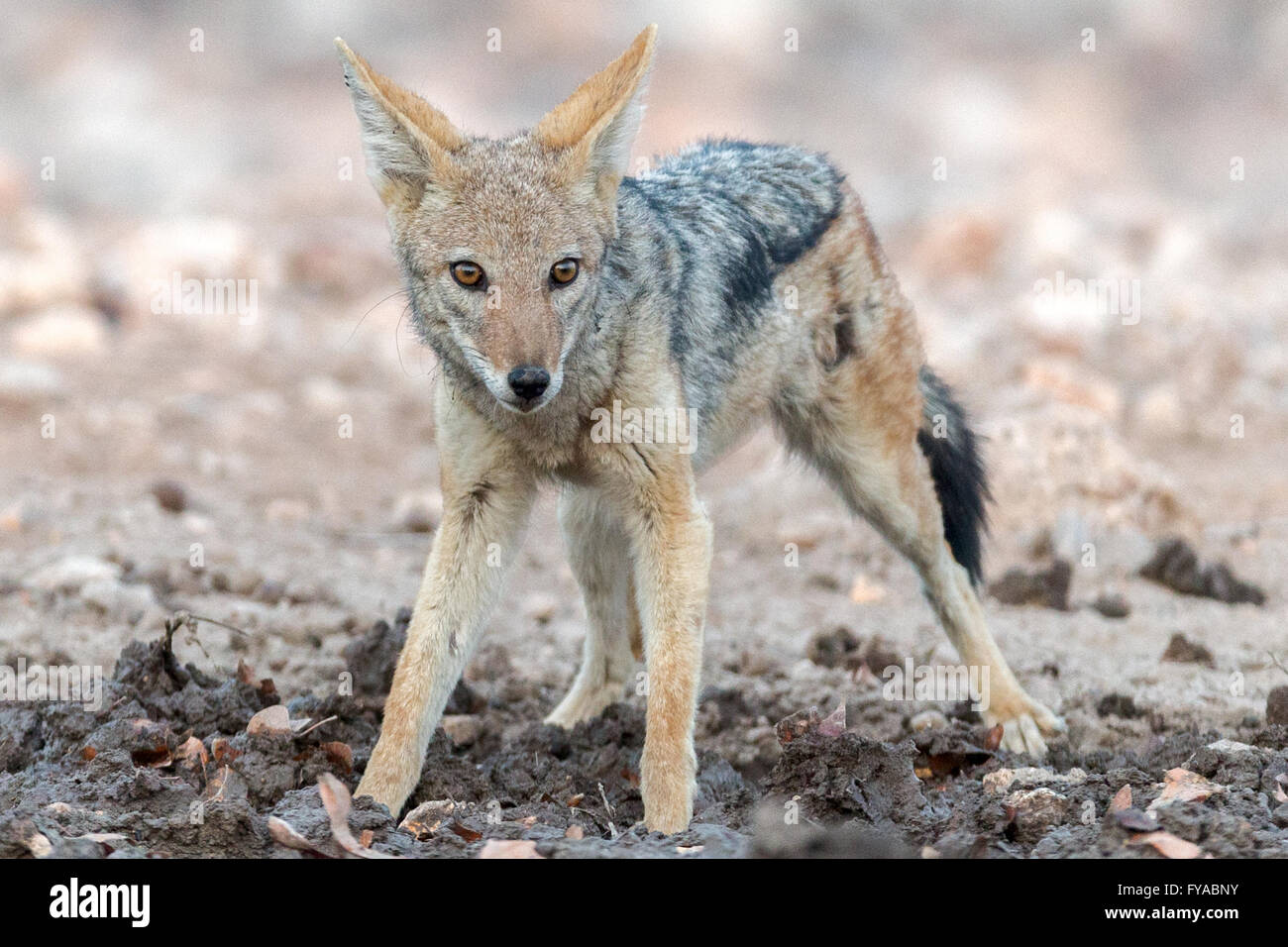 Cape Black Backed Jackal High Resolution Stock Photography and Images ...