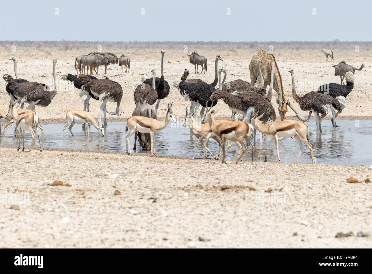 Dip waterhole hi-res stock photography and images - Alamy