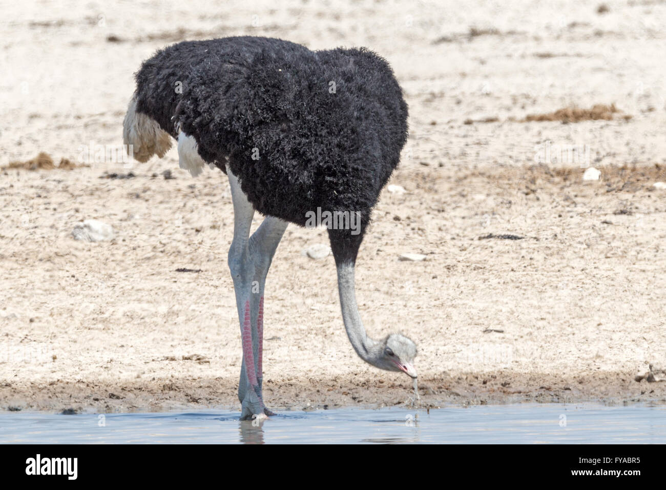 Ostrich water hi-res stock photography and images - Alamy