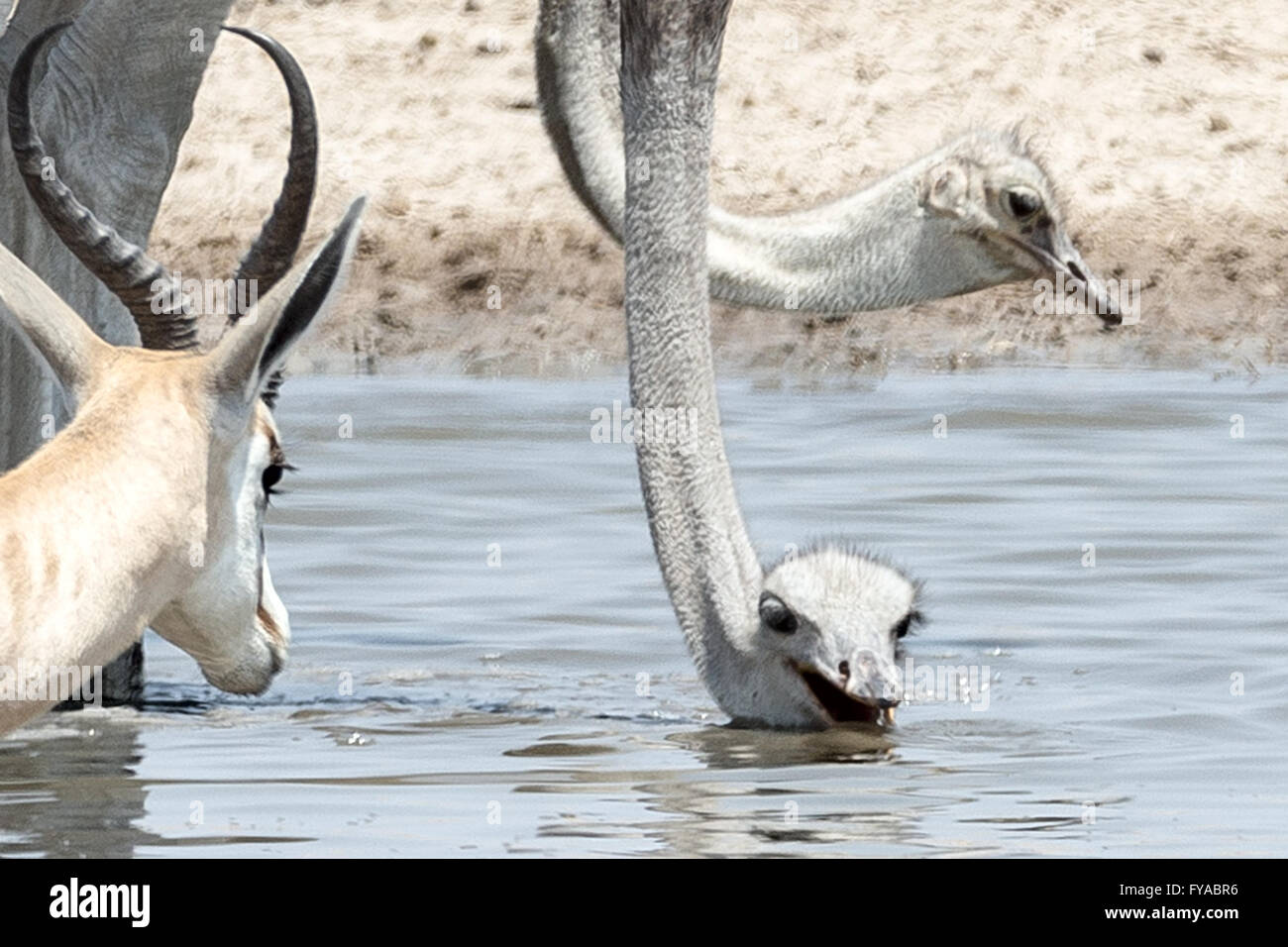 Ostrich drinking at Waterhole, Etosha National Park, Namibia Stock ...