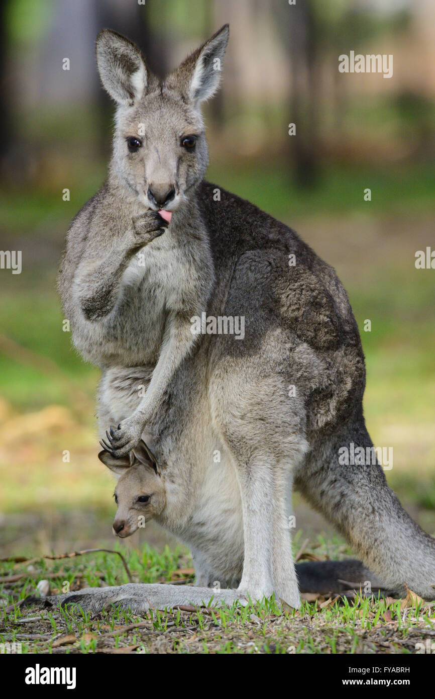 Kangaroo pocket hi-res stock photography and images - Alamy