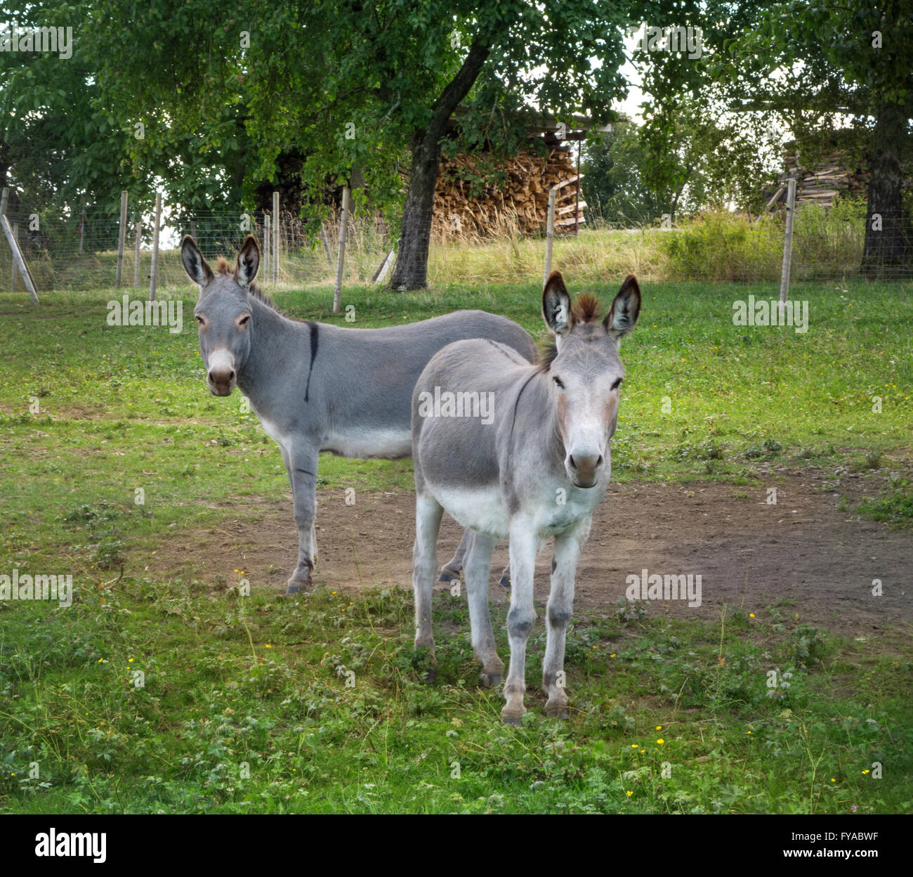 Two gray donkeys Stock Photo - Alamy
