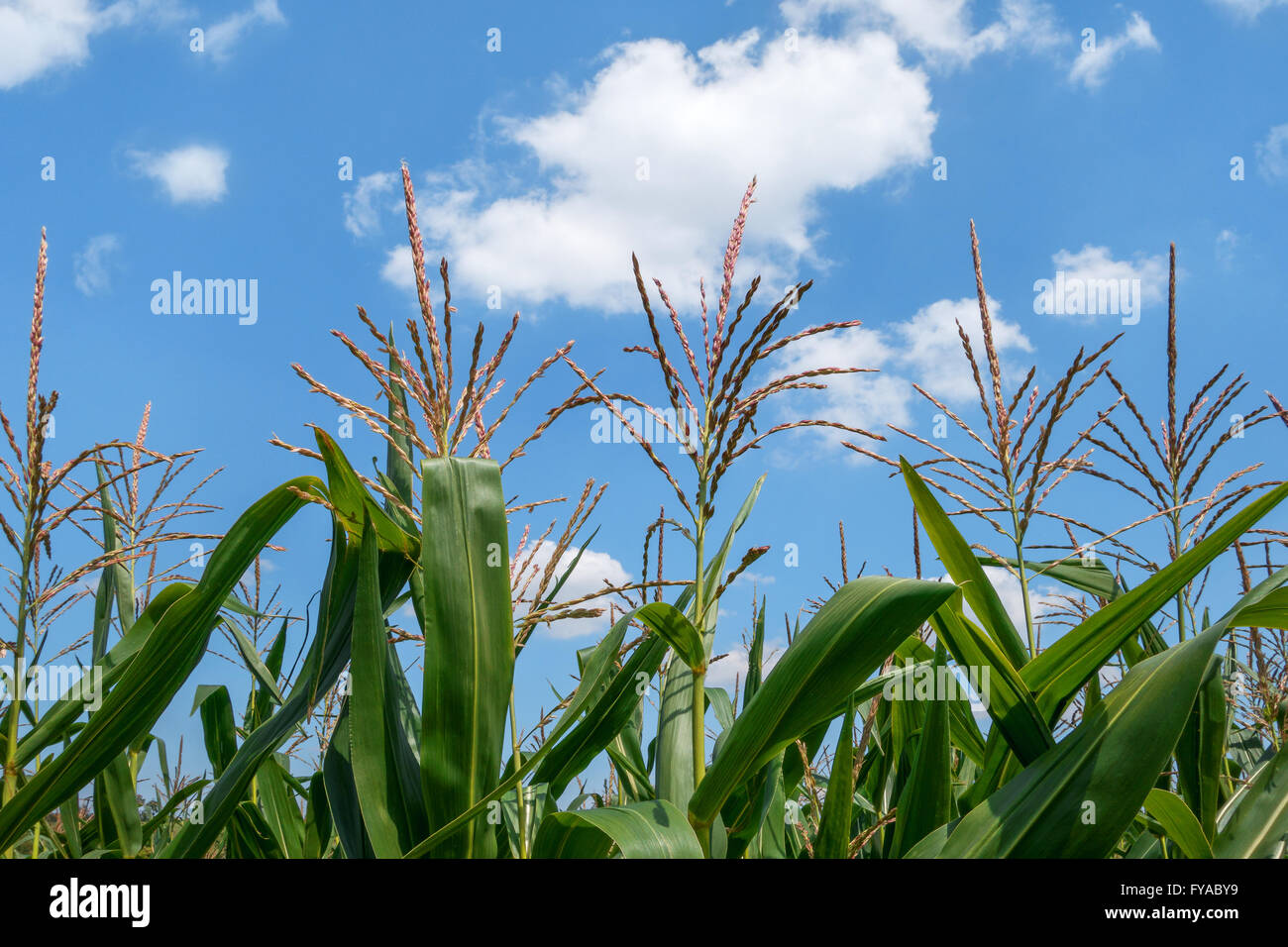 Corn plants with panicles Stock Photo - Alamy