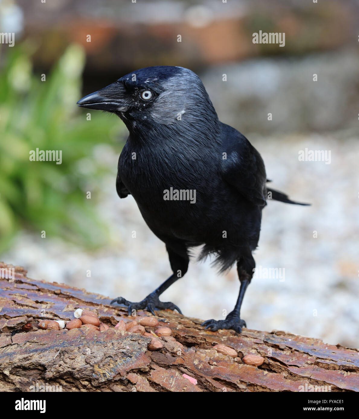 Close up of a Jackdaw on a tree stump Stock Photo - Alamy
