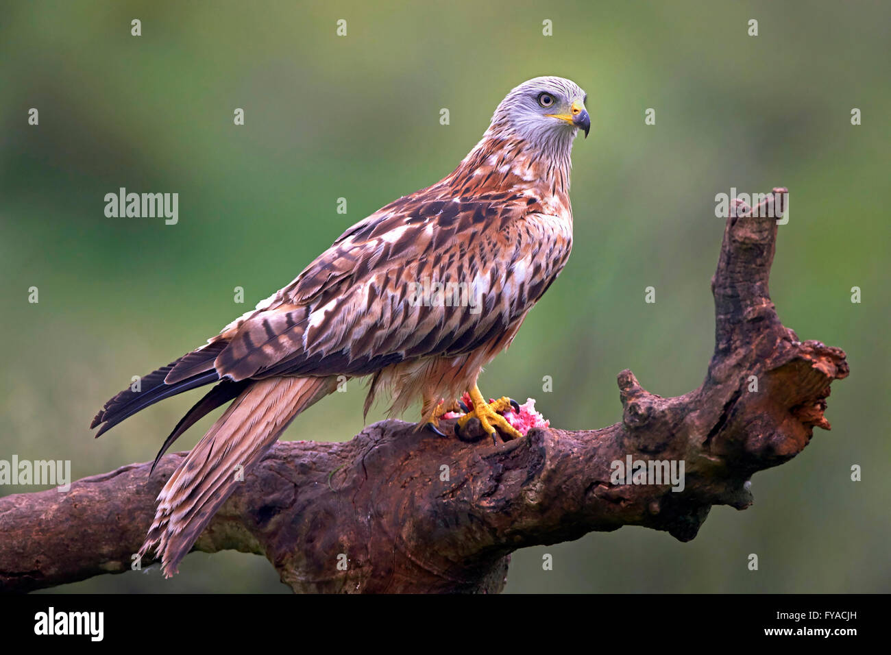 Red kite sitting on a branch with raw meat in its claws Stock Photo - Alamy