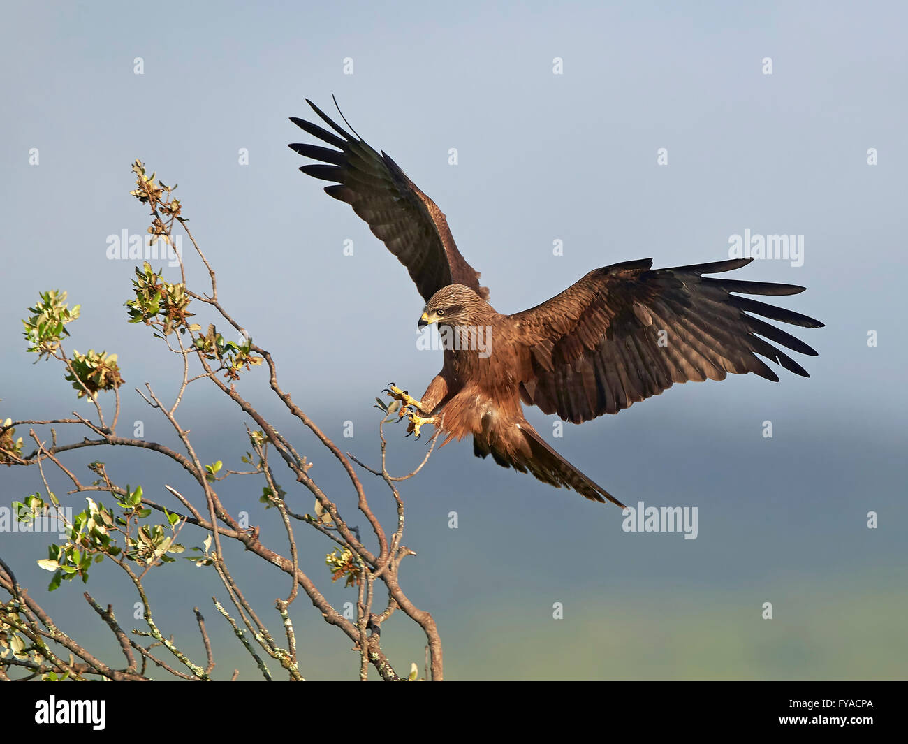 Black kite bird hi-res stock photography and images - Alamy