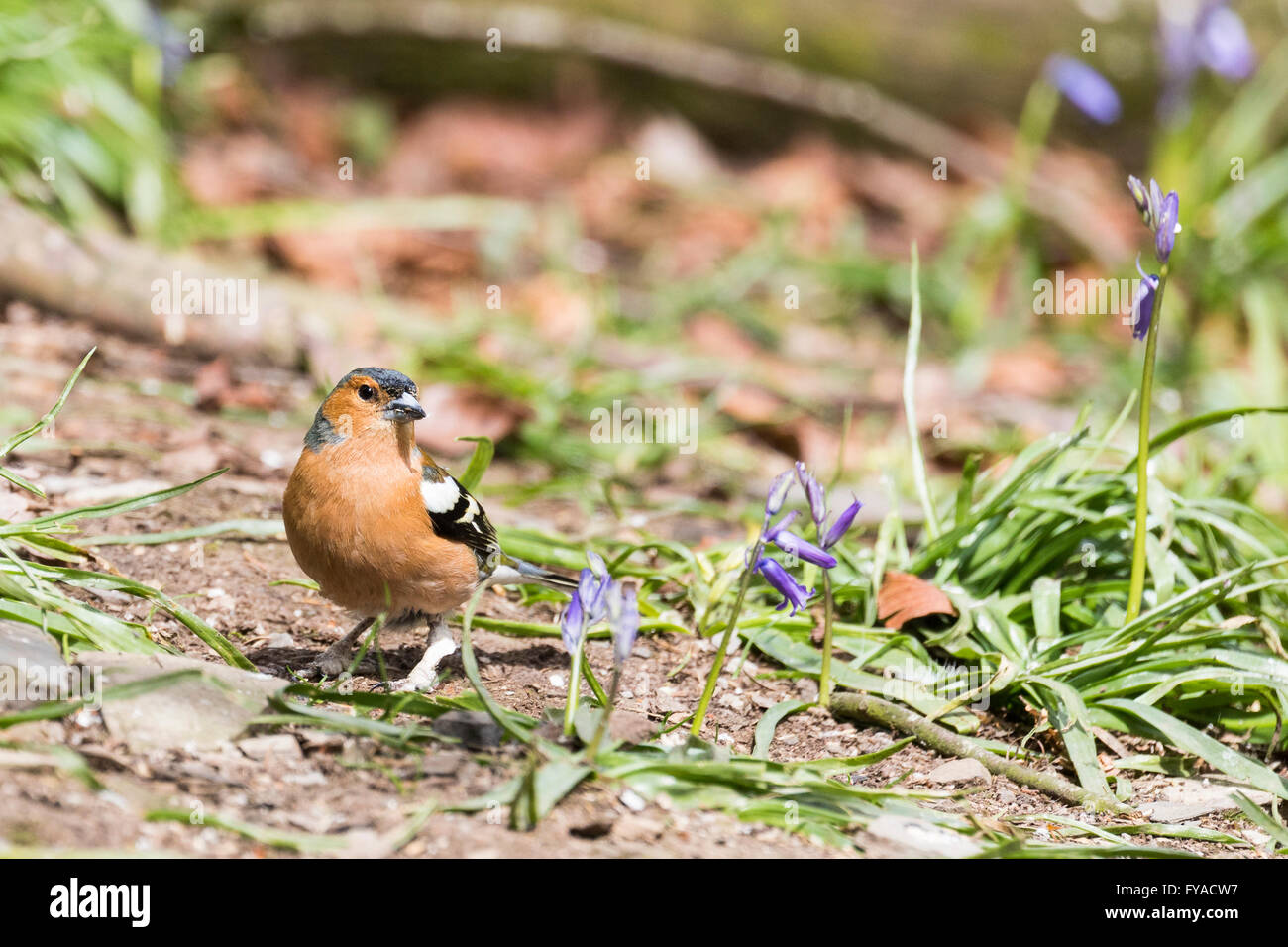 A chaffinch among the bluebells at Ynyshir RSPB reserve Ceredigion ...