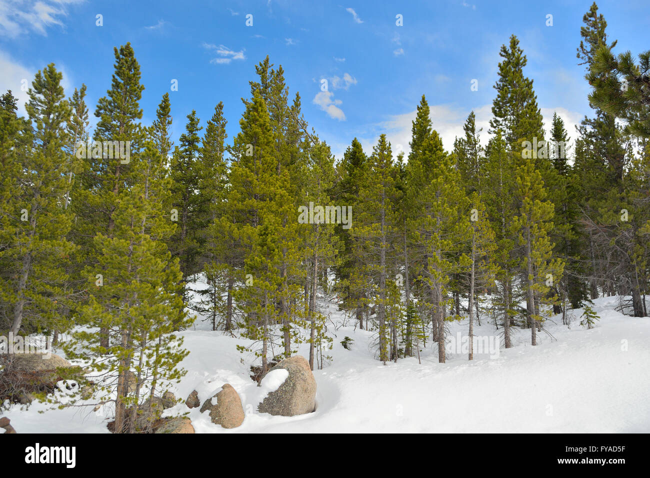 Cold frosty icy sunny hi-res stock photography and images - Alamy