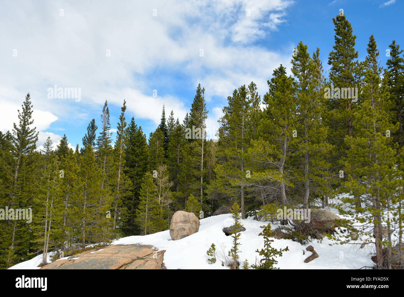 Pine tree forest snow mountain hi-res stock photography and images - Alamy