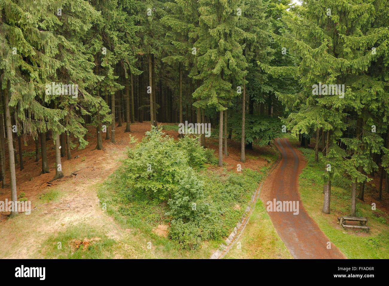 Forest hiking path Stock Photo - Alamy