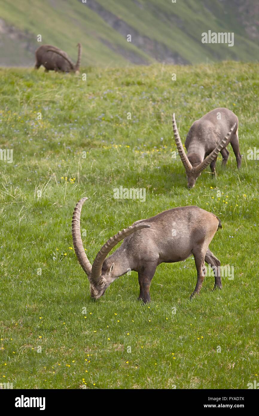 Alpine Ibex Grazing Stock Photo - Alamy