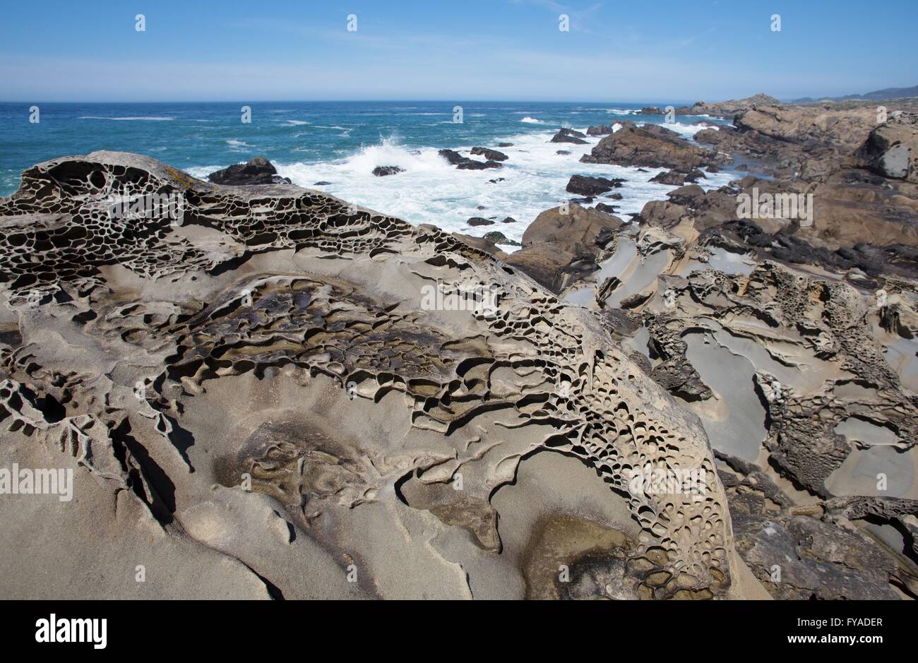 Are Dogs Allowed At Salt Point State Park