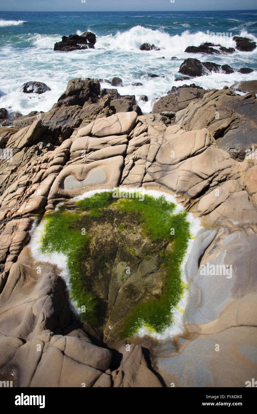 Green and white algae growing in a shallow pool of sea water in a rock ...