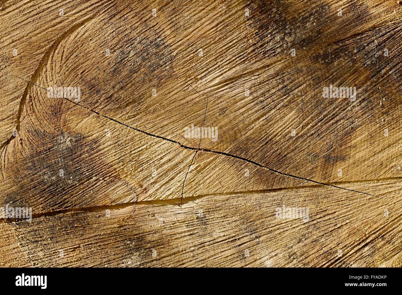 Tree trunk texture Stock Photo - Alamy