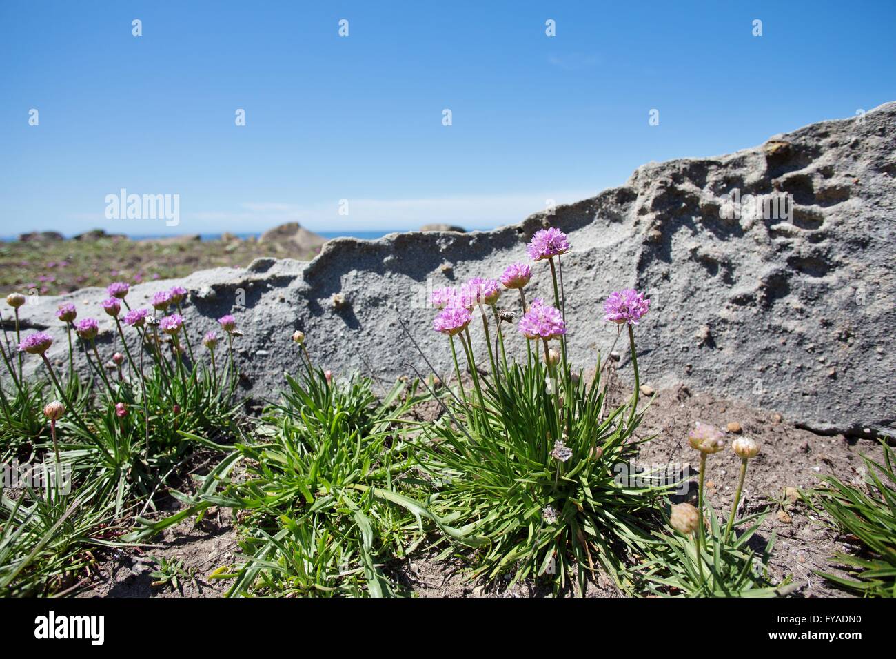 Purple california wildflowers hi-res stock photography and images - Alamy