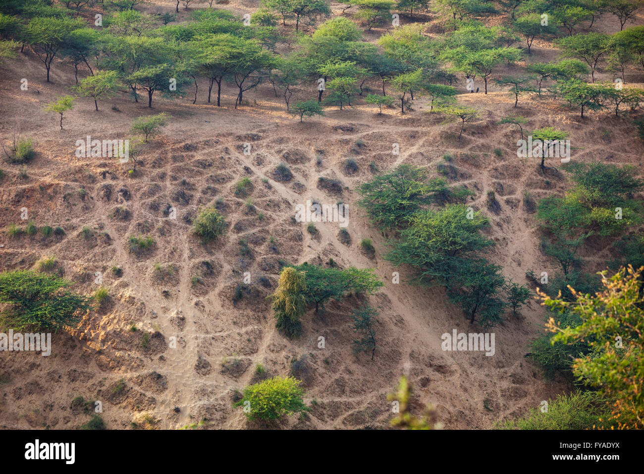Denuded trees hi-res stock photography and images - Alamy
