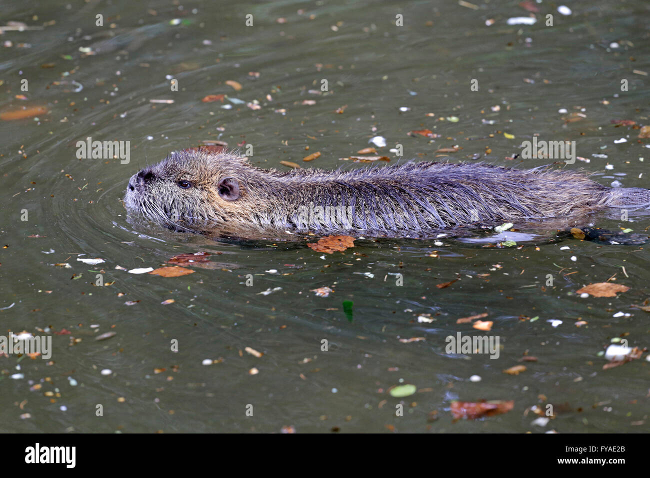 muskrat, zoo ´Schwarze Berge´, Rosengarten, Lower Saxony, Germany Stock ...