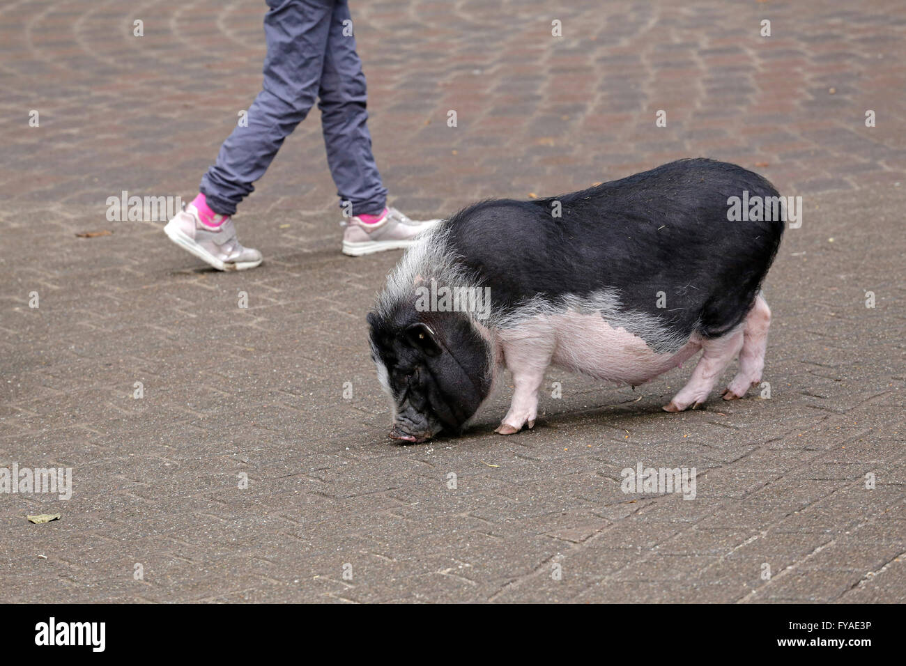 pot-bellied pig, zoo ´Schwarze Berge´, Rosengarten, Lower Saxony ...